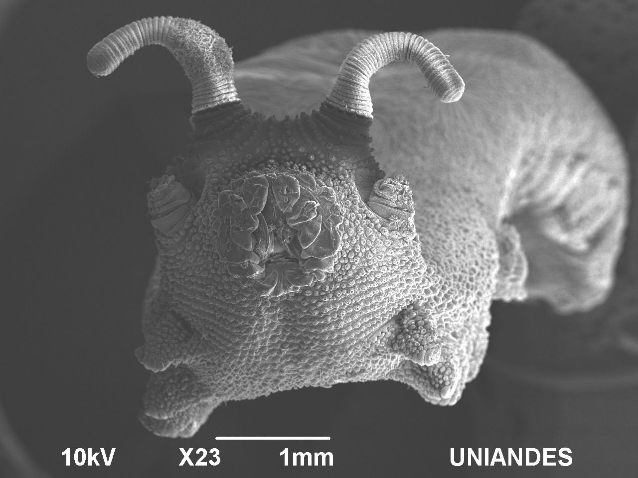 MicroCore - CoreFacilities | Uniandes